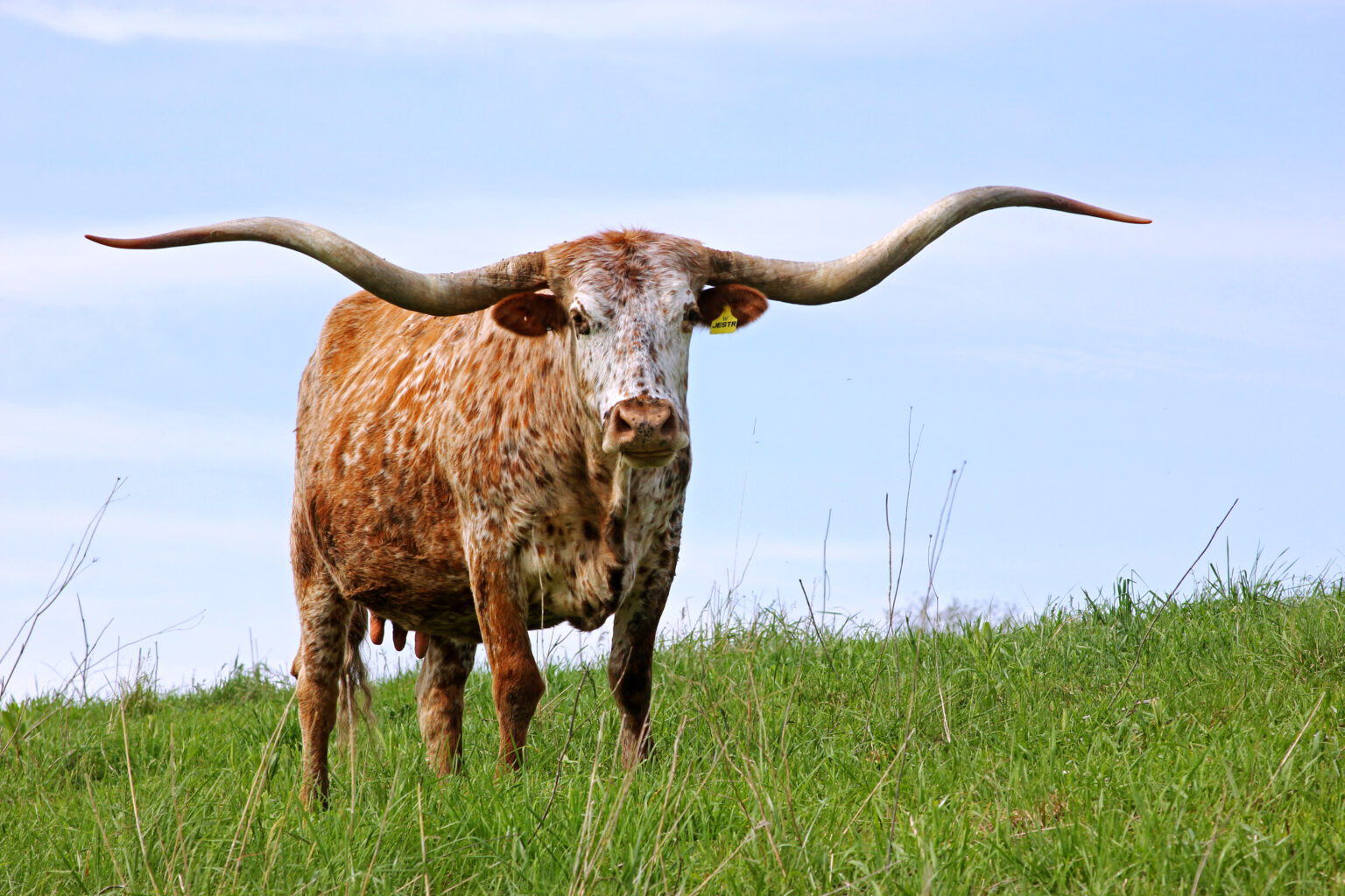 Texas Longhorns: Foundation of the American West – ITLA