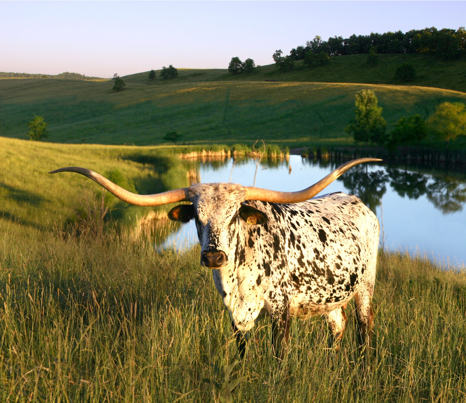 Texas Longhorns: Foundation of the American West – ITLA